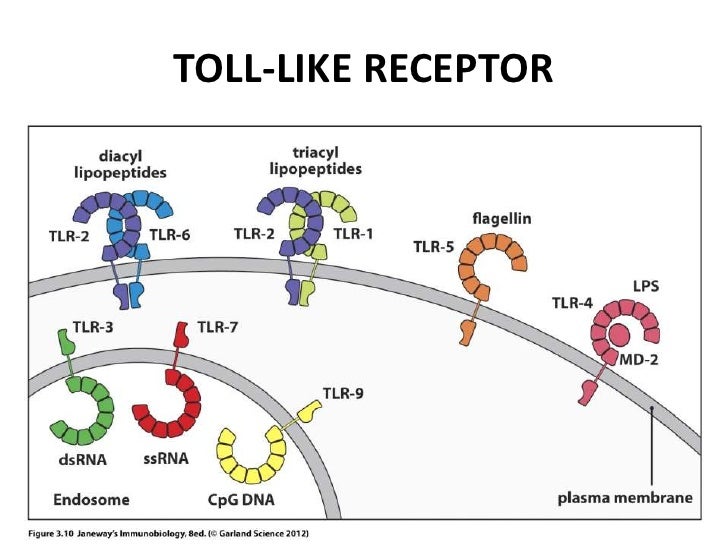 TLR Signalling Pathway-based Vaccination
