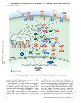 Tlr signaling 2013-lim- | PDF | Genetics | Science