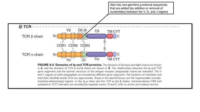 T lymphocyte development and pathophysiology of SCID.pptx
