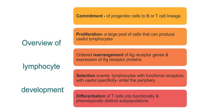 T lymphocyte development and pathophysiology of SCID.pptx