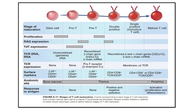 T lymphocyte development and pathophysiology of SCID.pptx