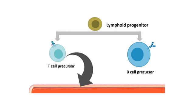 T lymphocyte development and pathophysiology of SCID.pptx