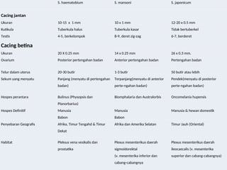 MORFOLOGI TREMATODA DARAH SCHISTOSOMA spp | PPT