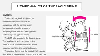 PPT TM 11 Fisio - Biomechanics Thoracic spine | PDF