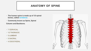 PPT TM 11 Fisio - Biomechanics Thoracic spine | PDF