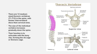 PPT TM 11 Fisio - Biomechanics Thoracic spine | PDF