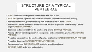 PPT TM 11 Fisio - Biomechanics Thoracic spine | PDF