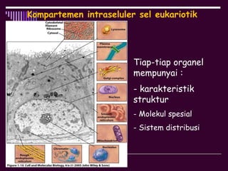 TM 2 biomolekul sel.pdf