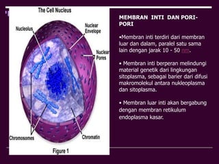 TM 2 biomolekul sel.pdf