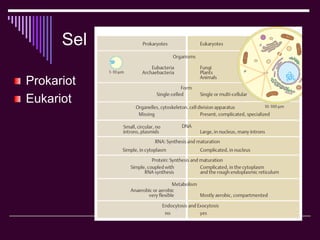 TM 2 biomolekul sel.pdf
