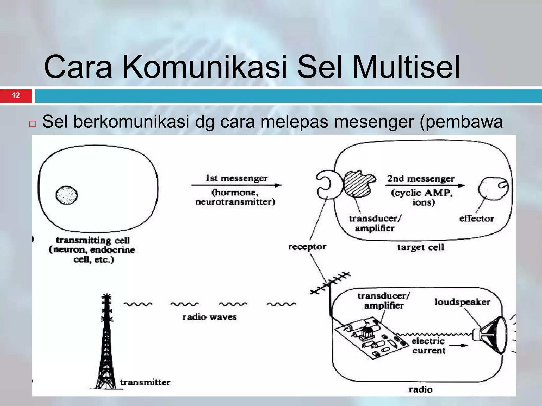 TM 7. Komunikasi Sel.pptx