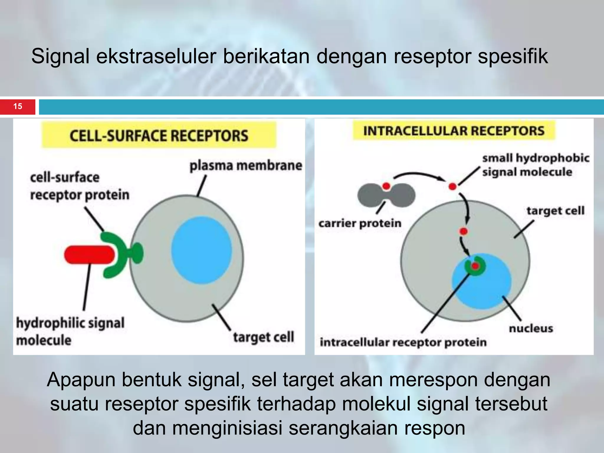 TM 7. Komunikasi Sel.pptx