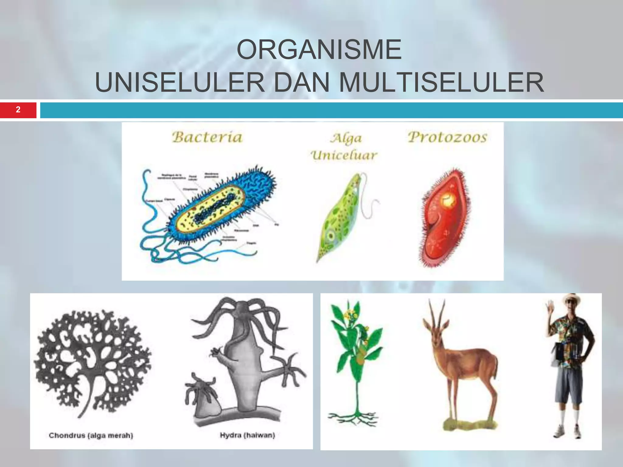 TM 7. Komunikasi Sel.pptx