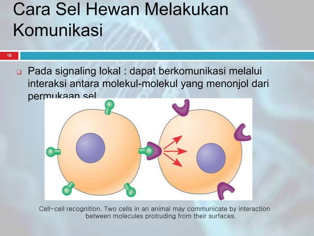 TM 7. Komunikasi Sel.pptx