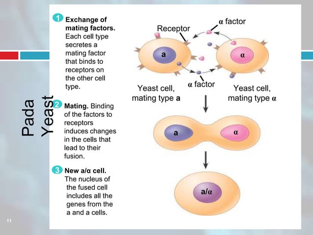 TM 7. Komunikasi Sel.pptx