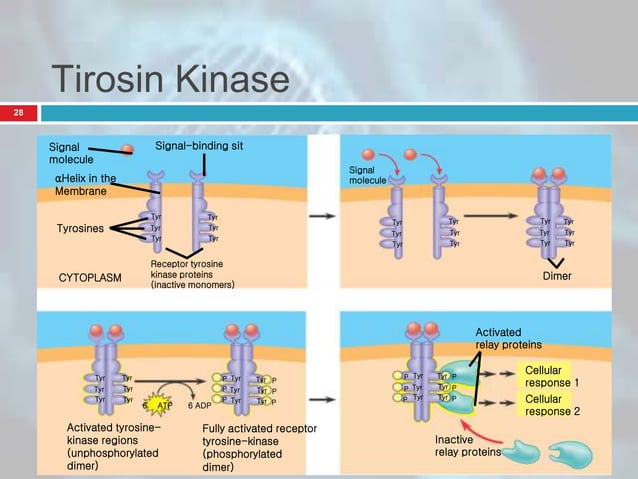 TM 7. Komunikasi Sel.pptx