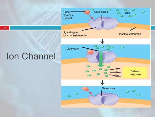 TM 7. Komunikasi Sel.pptx