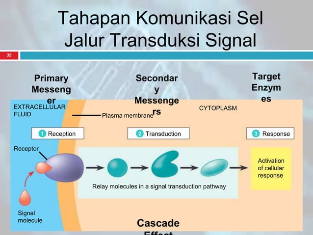 TM 7. Komunikasi Sel.pptx