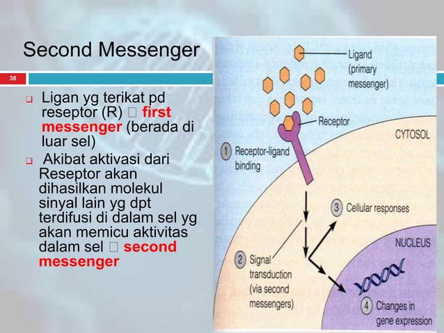TM 7. Komunikasi Sel.pptx