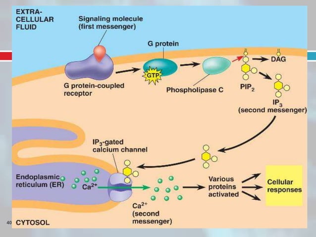 TM 7. Komunikasi Sel.pptx