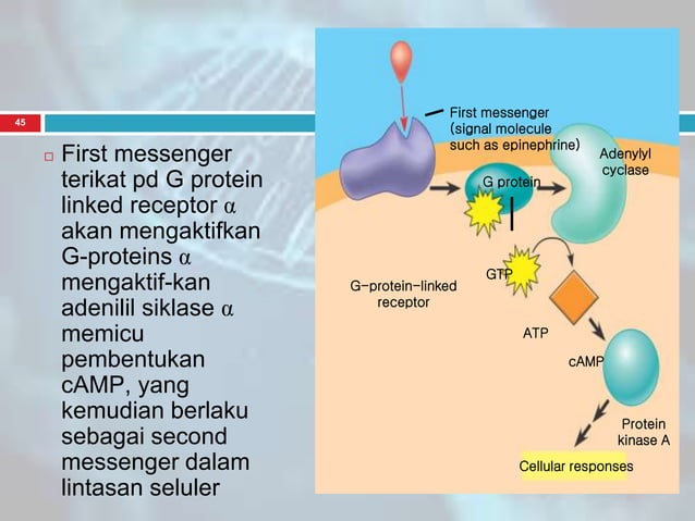 TM 7. Komunikasi Sel.pptx