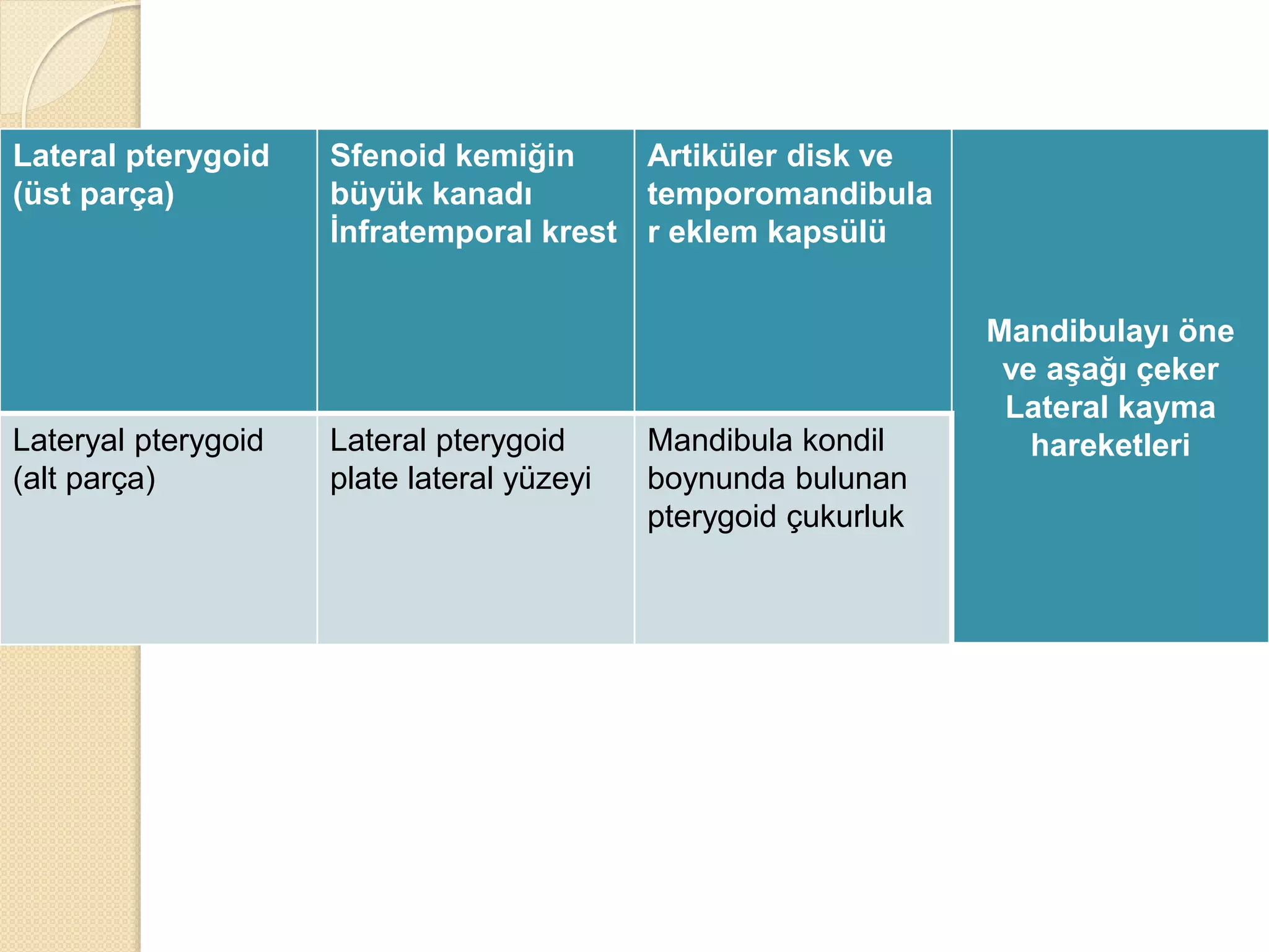 Tme ve çi̇ğneme kaslari | PPTX