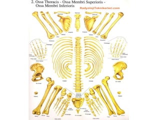 Tüm iskelet | PPTX