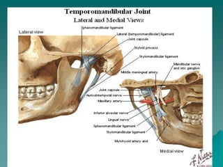 anatomy of Tmj | PPT