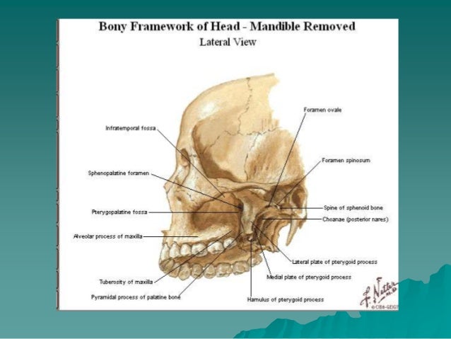 anatomy of Tmj
