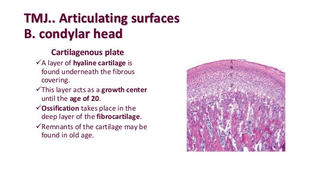 TEMPROMANDIBULAR JOINT