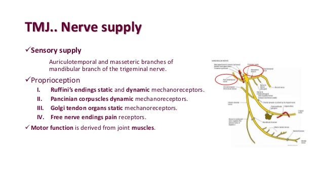 TEMPROMANDIBULAR JOINT