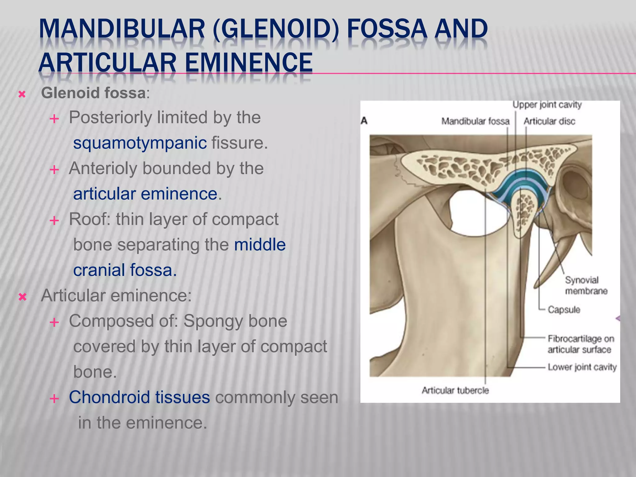 Temporomandibular Joint (TMJ ) | PPTX