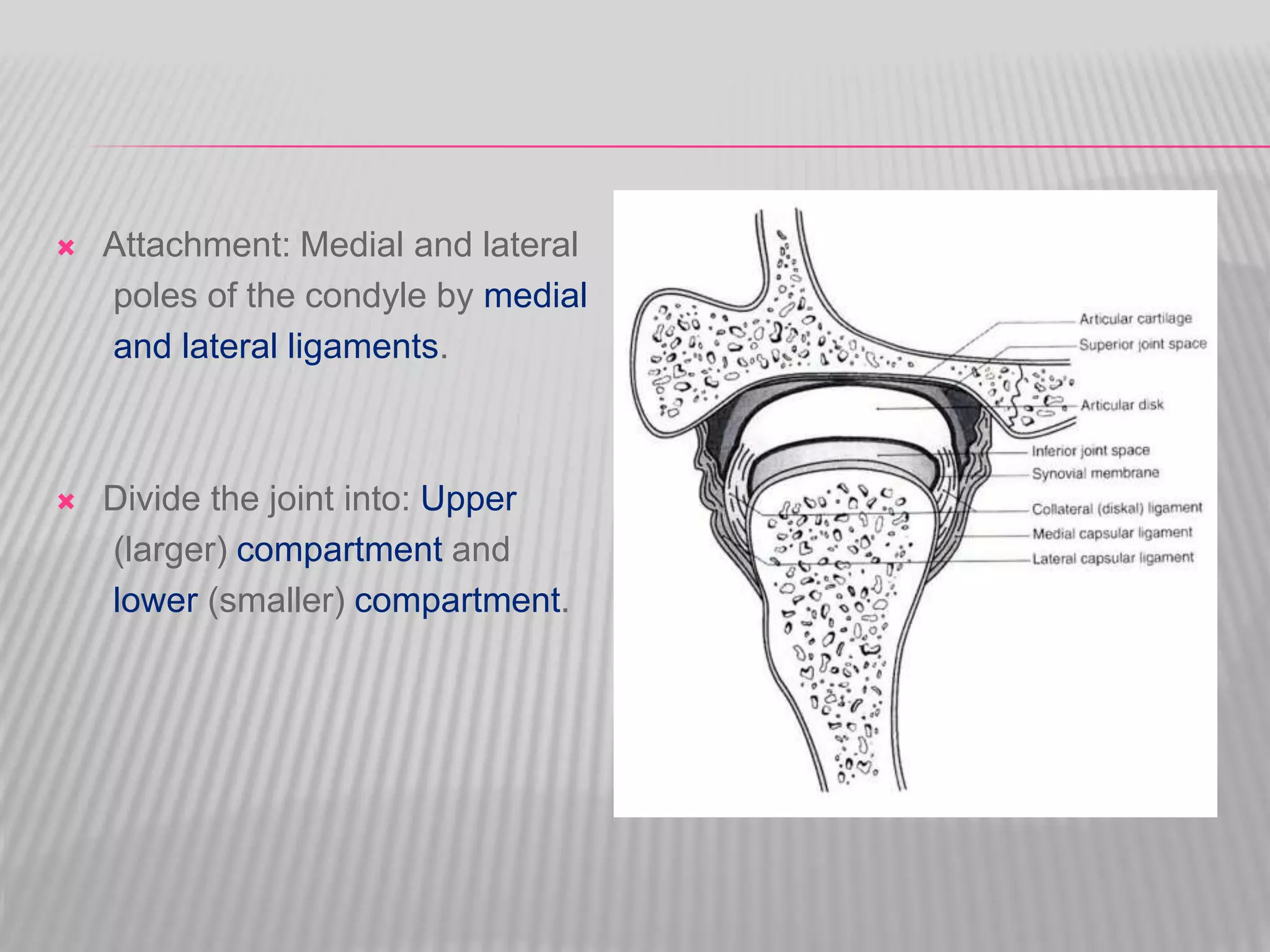 Temporomandibular Joint (TMJ ) | PPTX