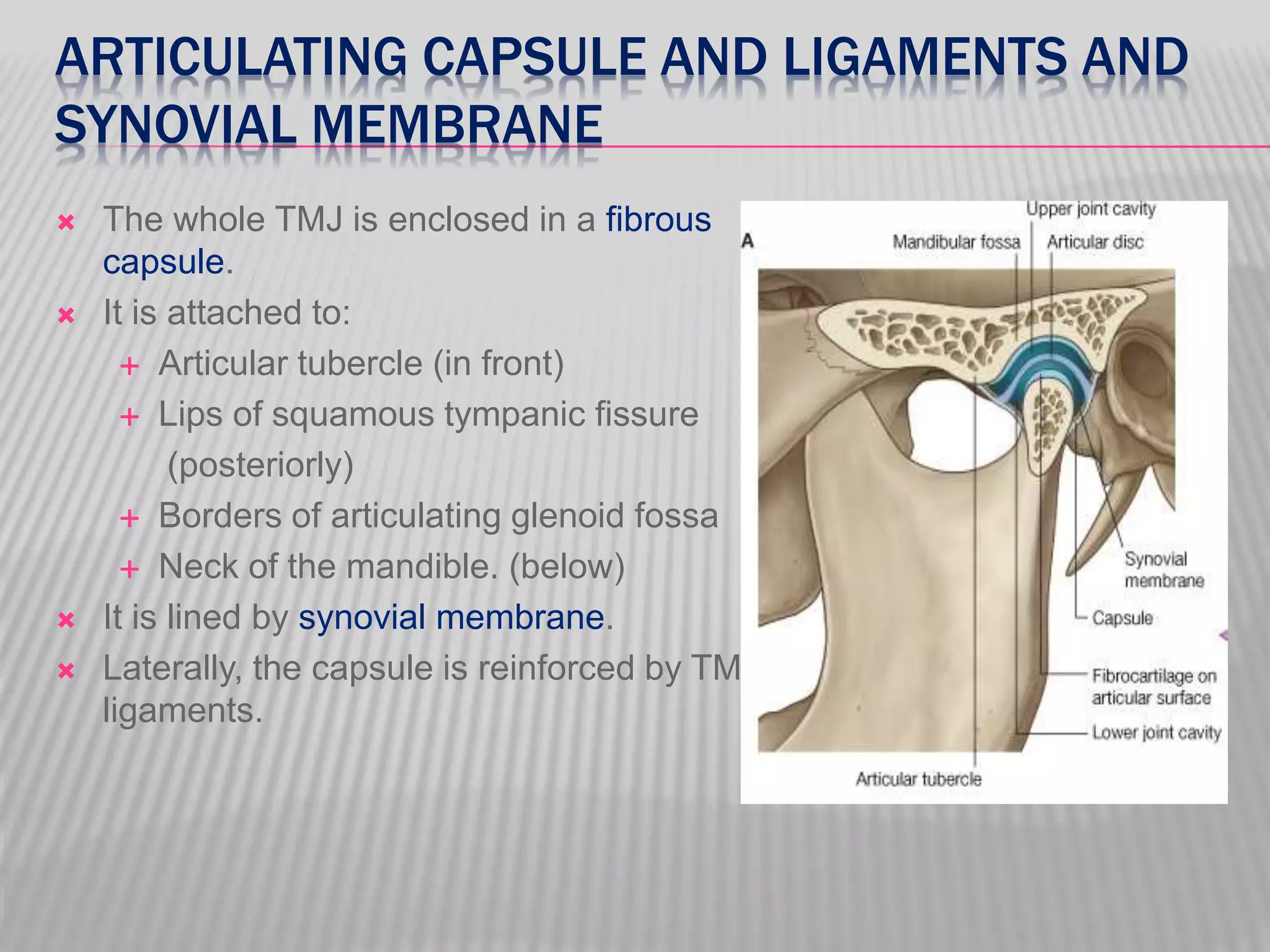 Temporomandibular Joint (TMJ ) | PPTX