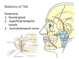 Surgical Anatomy of Temporomandibular Joint | PPTX