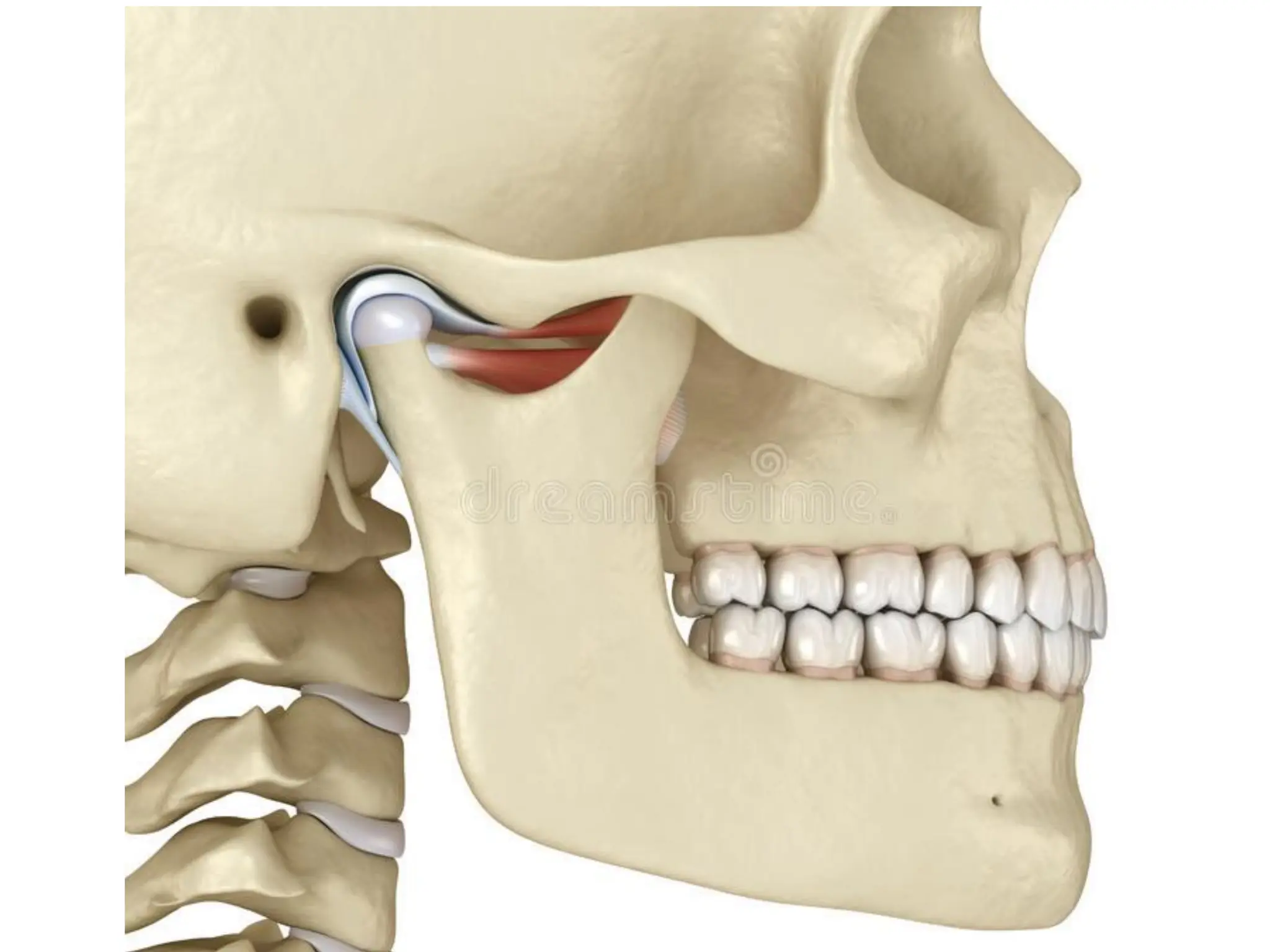 tmj tempromandibular jointanatomy and histology.pdf