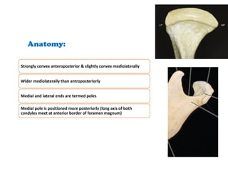 tmj tempromandibular jointanatomy and histology.pdf