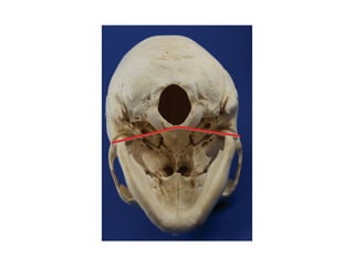 tmj tempromandibular jointanatomy and histology.pdf