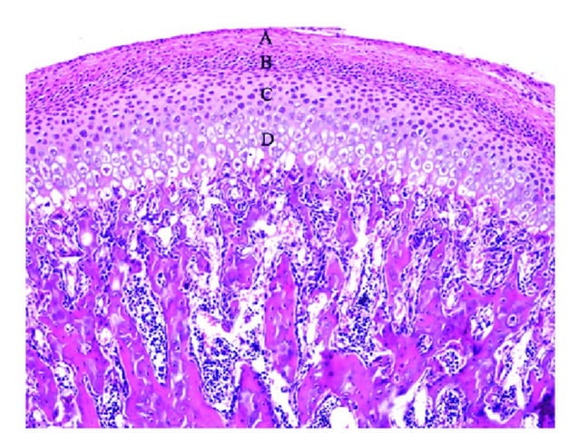 tmj tempromandibular jointanatomy and histology.pdf