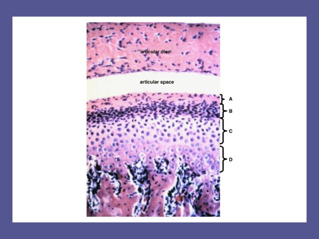 tmj tempromandibular jointanatomy and histology.pdf