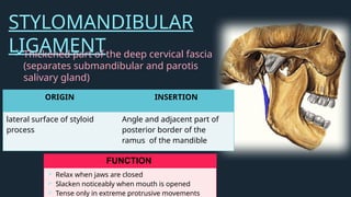 temporomandibular joint anatomy and physiology | PPTX