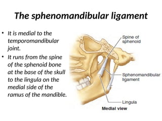 TemporoMandibular Joint Anatomy TMJ.pptx