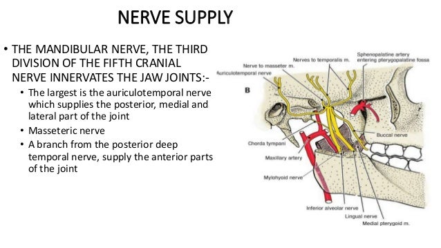TMJ - ANATOMY & DISORDERS