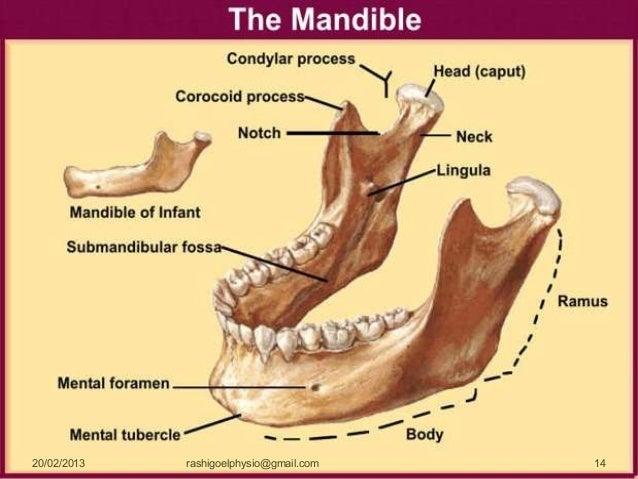 Temporo Mandibular Joint by Dr. Rashi Goel PT