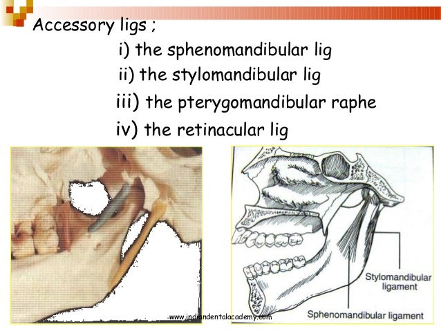 Pterygomandibular Ligament Anatomy, Head And Neck, Medial Pterygoid