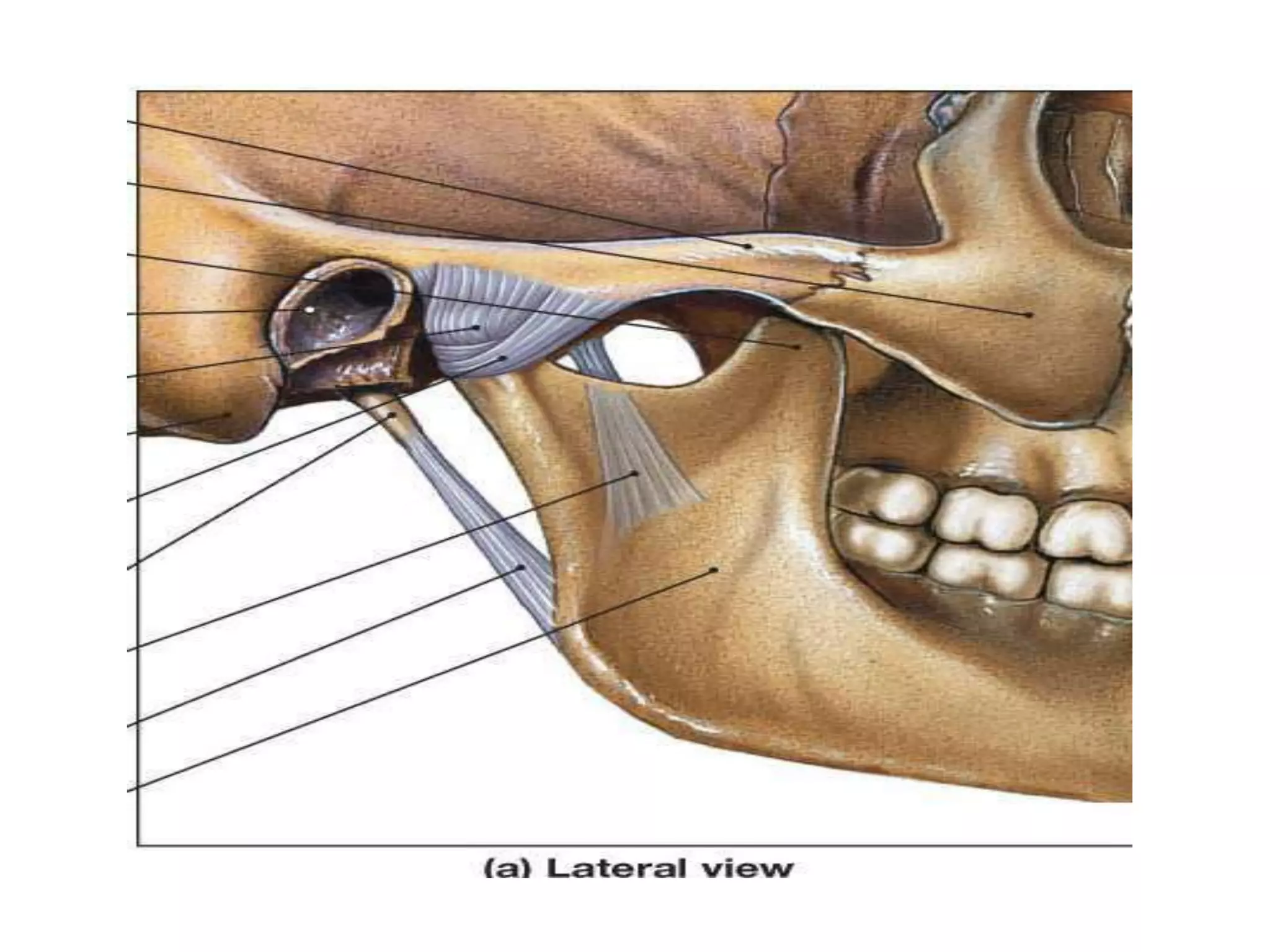 TMJ Temporomandibular Joint | PPT