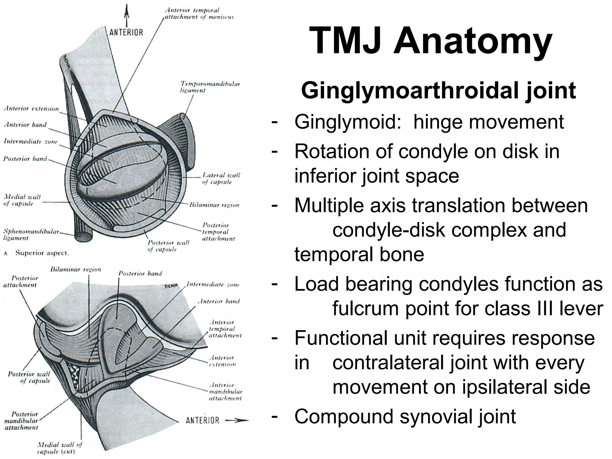TMJ Anatomy | PPT