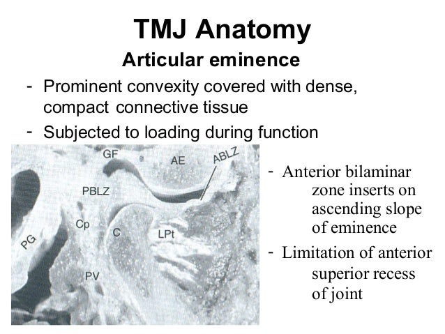 TMJ Anatomy