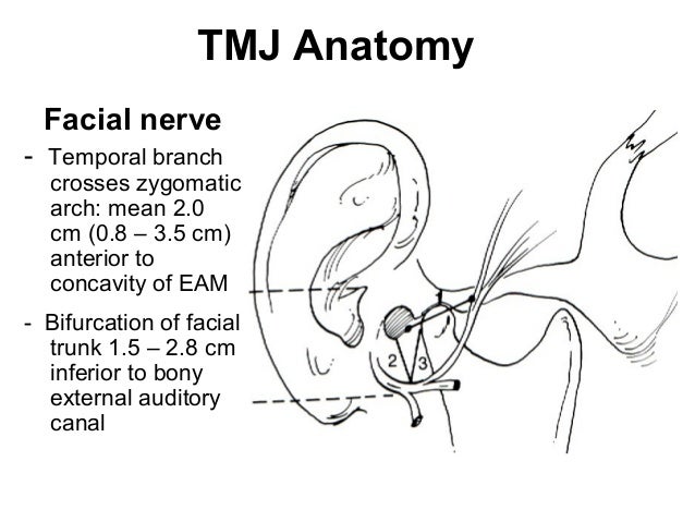 TMJ Anatomy