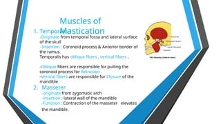 TMJ Anatomical Structures & clinical applications.pptx